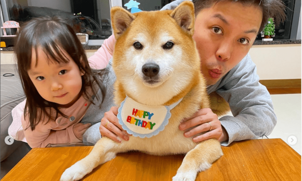 Perrito Cheems cumple años - Siete24 Noticias con proposito y sentido ...