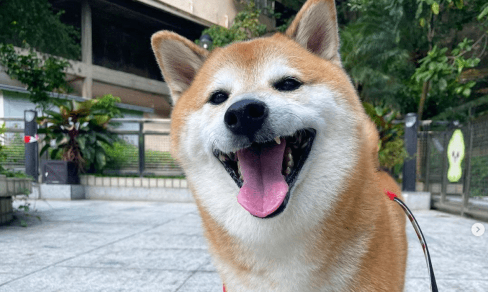 Cheems, la perrita de los memes, padece cáncer - Siete24 Noticias con ...